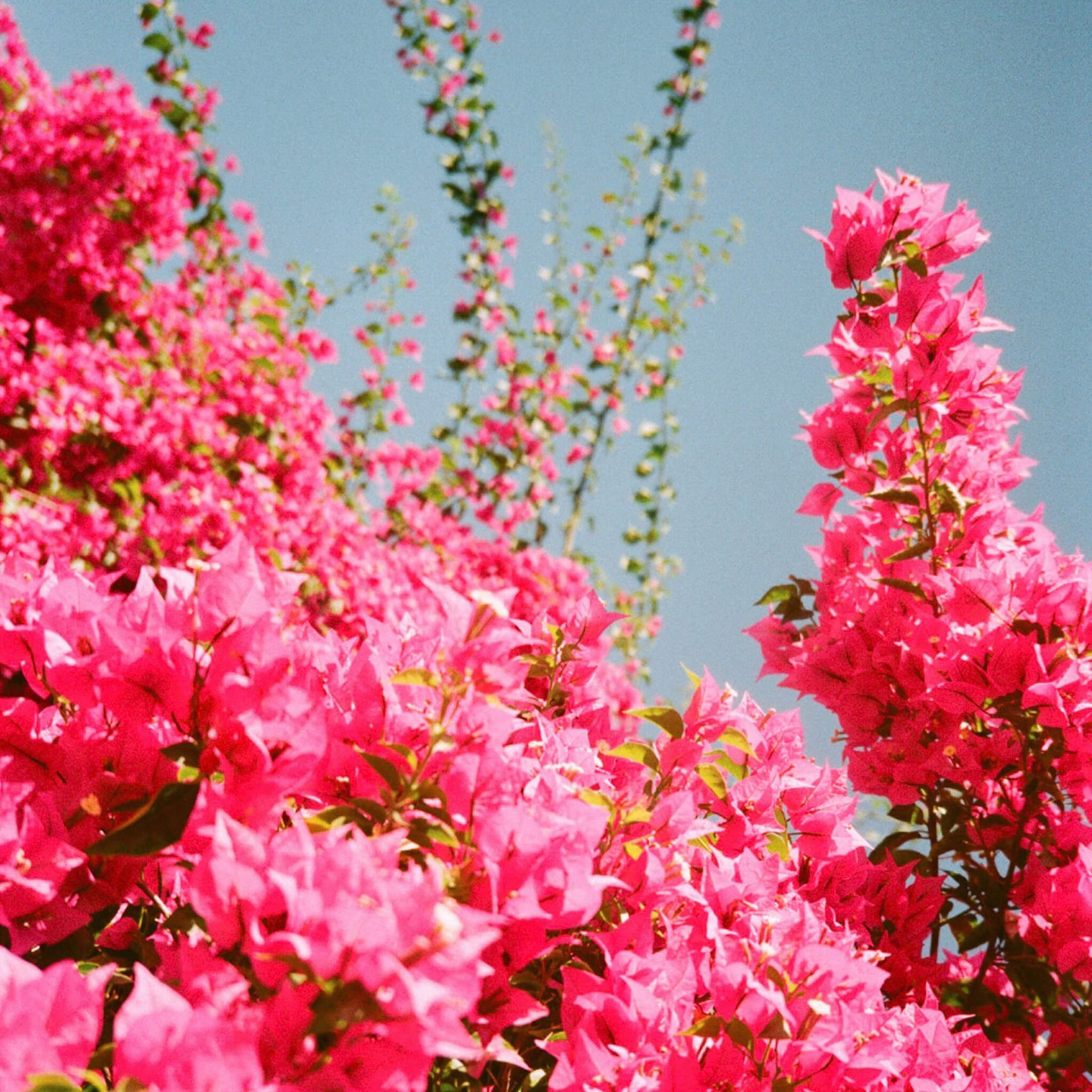 Elderflower Ephemera | Film photographer branding case study by ...